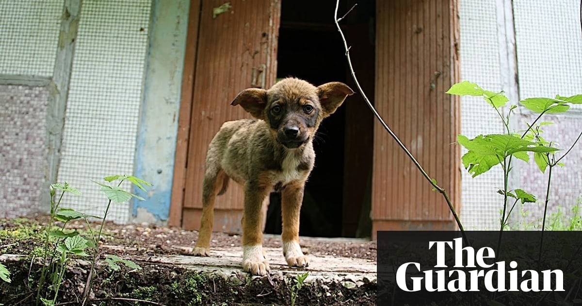 Meet the dogs of Chernobyl - the abandoned pets that formed their own ...